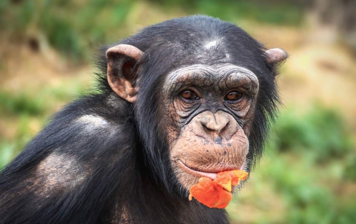 Are Humans Frugivores? Are We Designed to Eat Mostly Fruit? - I Am ...