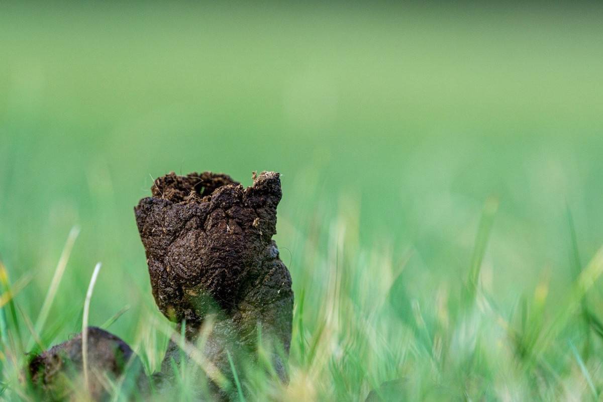 Can A Vegan Diet Change The Color Of Your Poop I Am Going Vegan Can A Vegan Diet Change The Color Of Your Poop I Am Going Vegan